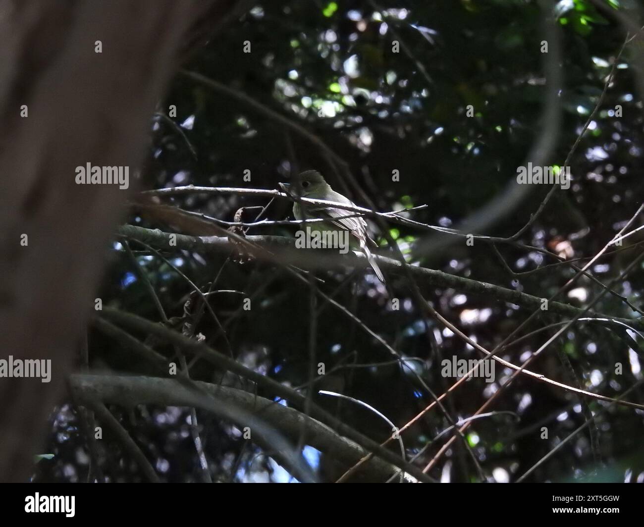 Western Flycatcher (Empidonax difficilis) Aves Stock Photo - Alamy