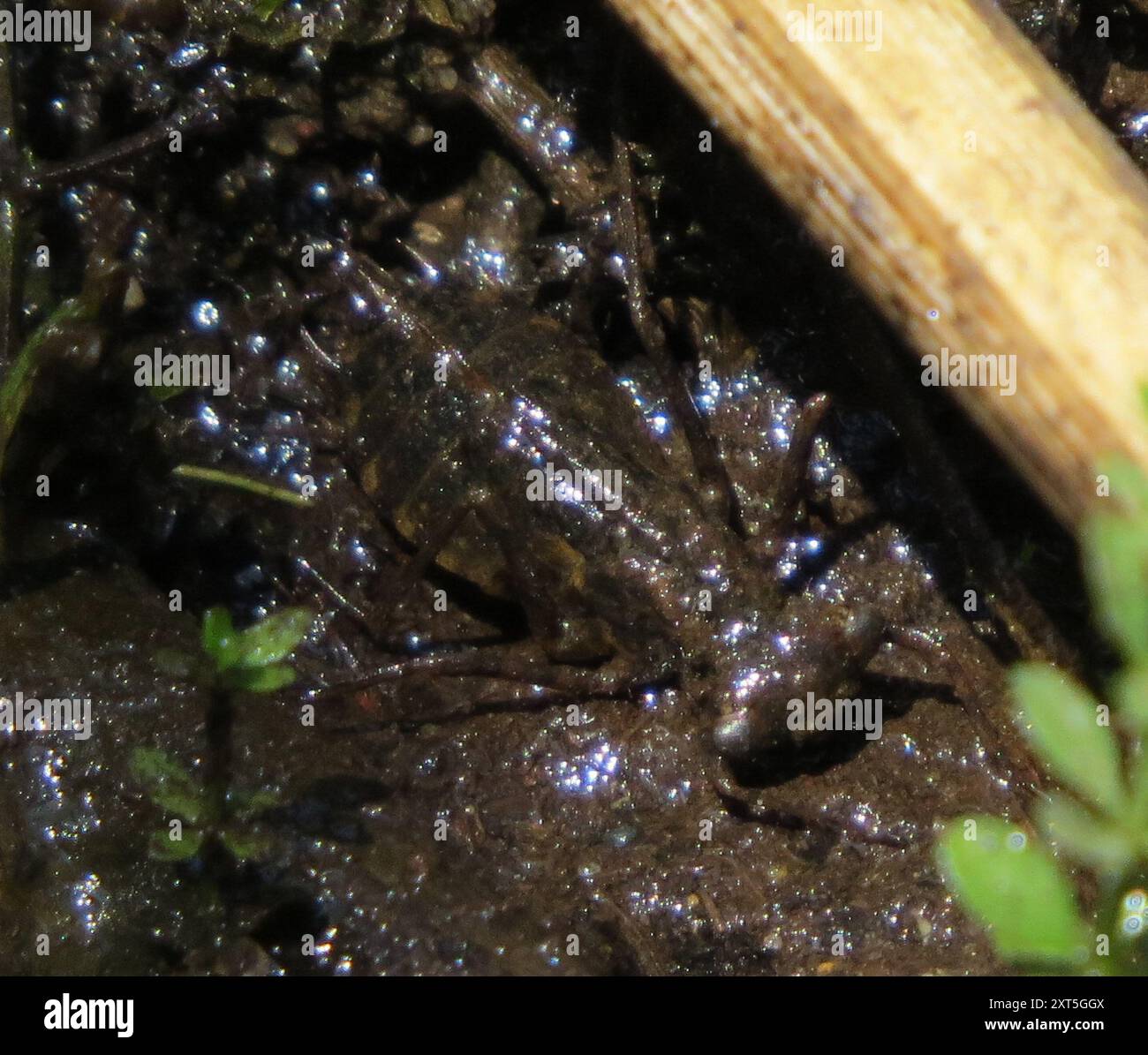 Emerald Dragonflies (Corduliidae) Insecta Stock Photo - Alamy