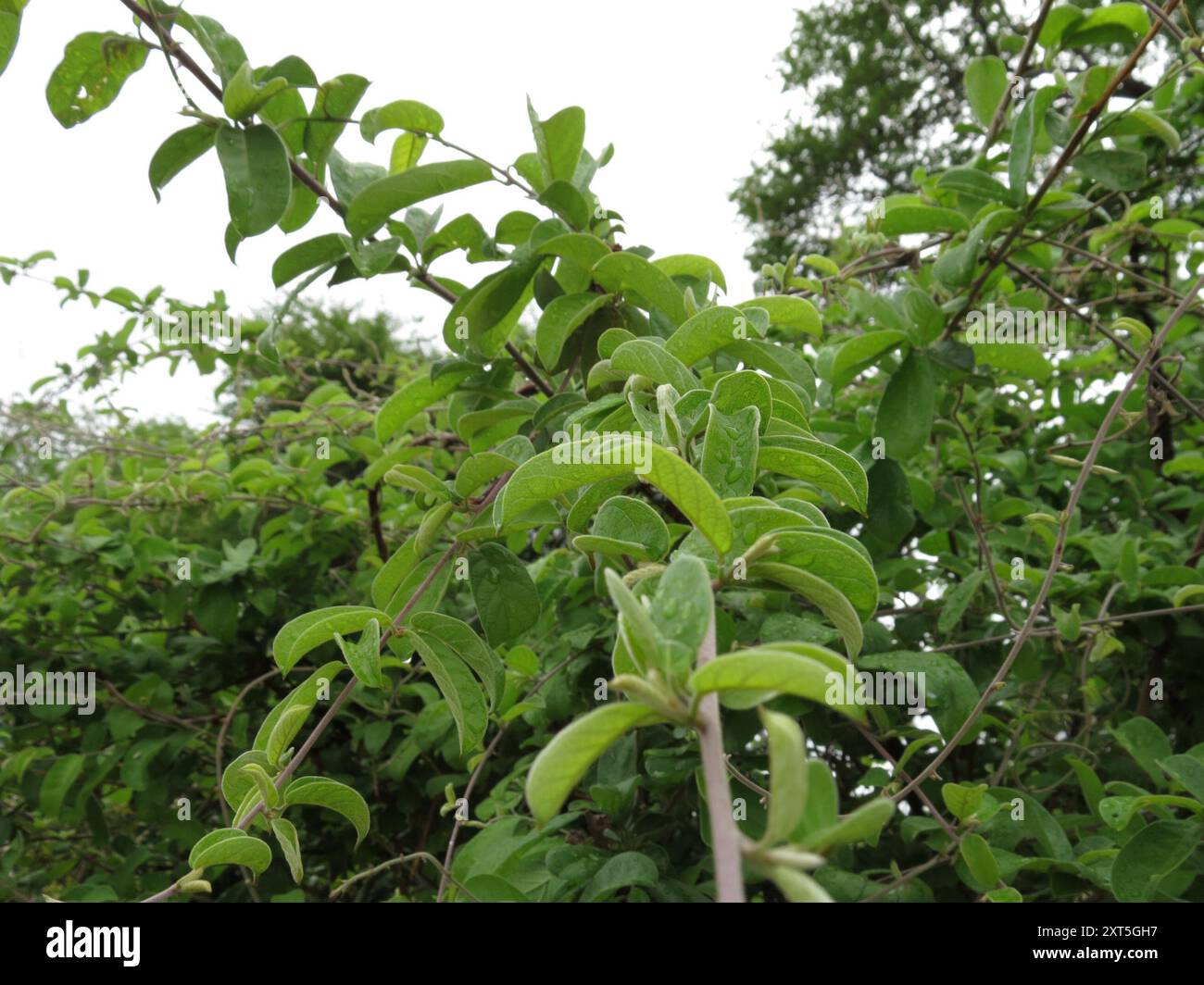 Bushwillows (Combretum) Plantae Stock Photo - Alamy