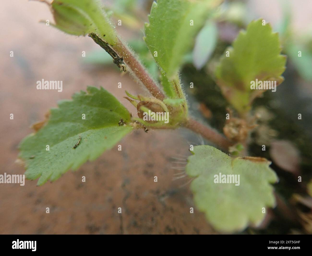 (Stemodia verticillata) Plantae Stock Photo - Alamy