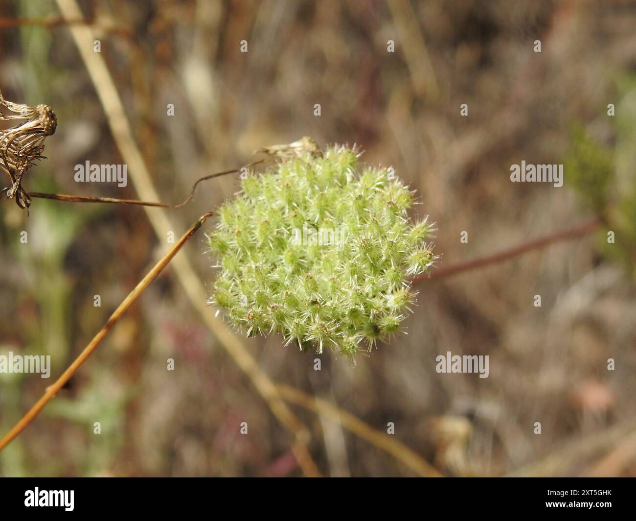 American wild carrot (Daucus pusillus) Plantae Stock Photo - Alamy