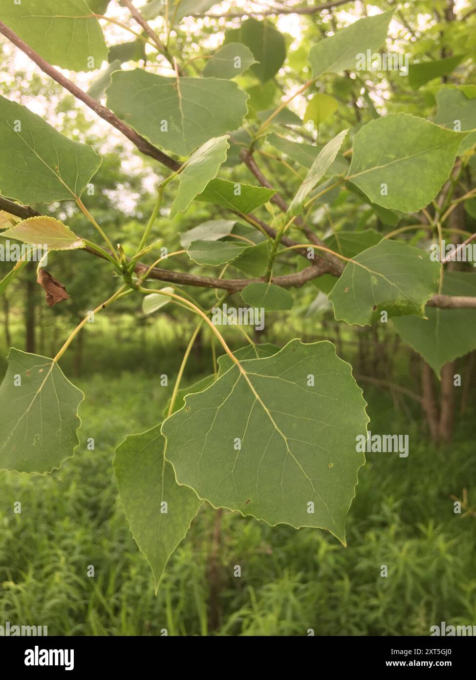 poplars, cottonwoods, and aspens (Populus) Plantae Stock Photo - Alamy
