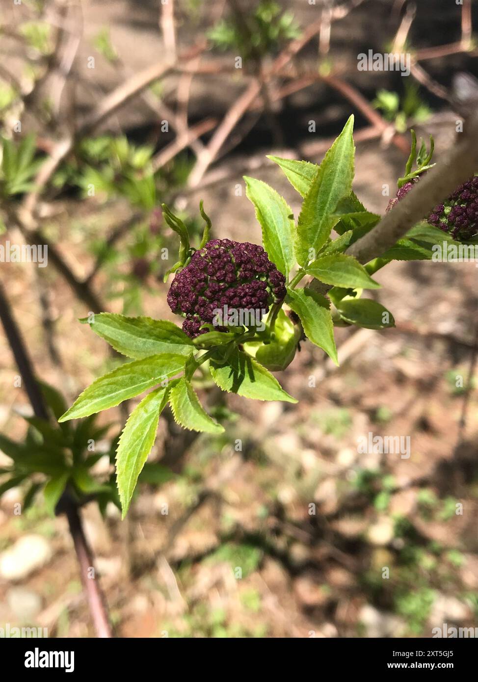 red-berried elder (Sambucus racemosa) Plantae Stock Photo - Alamy