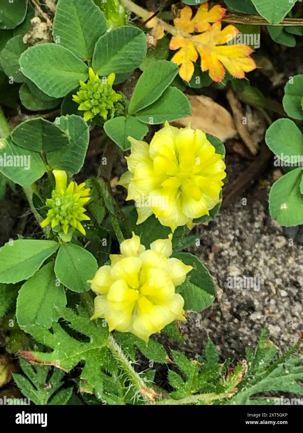 hop trefoil (Trifolium campestre) Plantae Stock Photo - Alamy