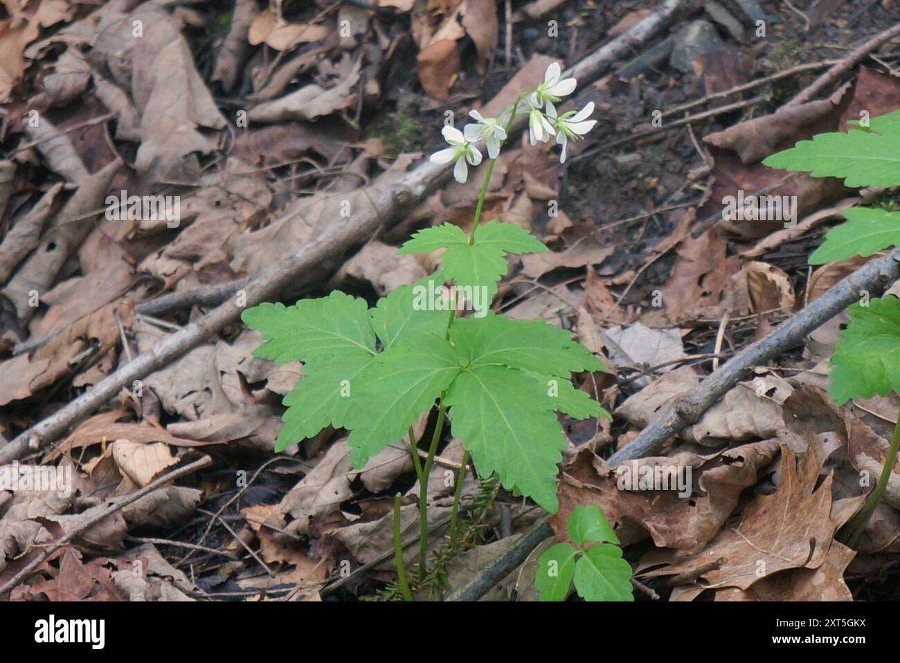 Two-leaved Toothwort (Cardamine diphylla) Plantae Stock Photo - Alamy