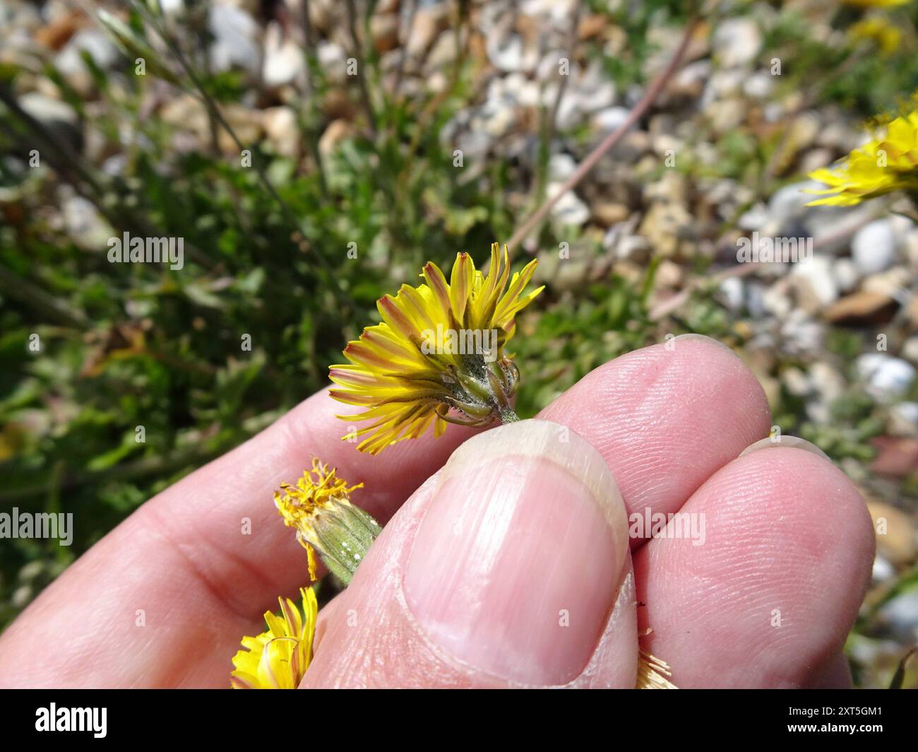 Beaked Hawksbeard (Crepis vesicaria) Plantae Stock Photo - Alamy