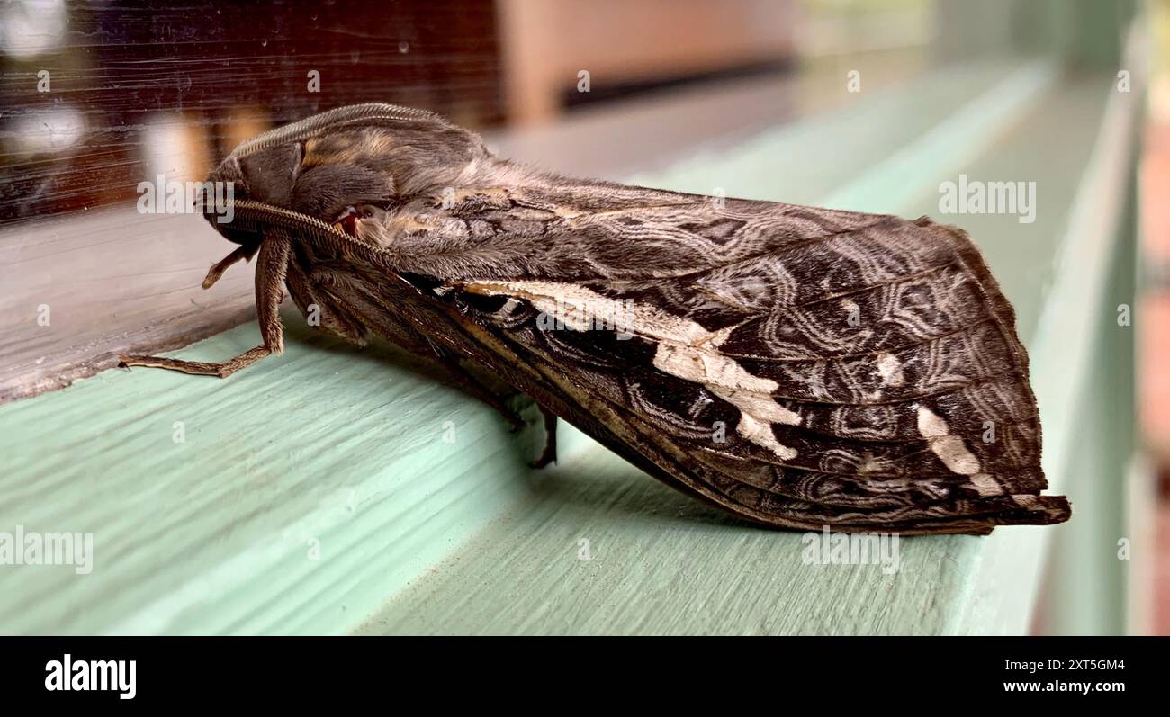 Rain Moth (Abantiades argentata) Insecta Stock Photo - Alamy
