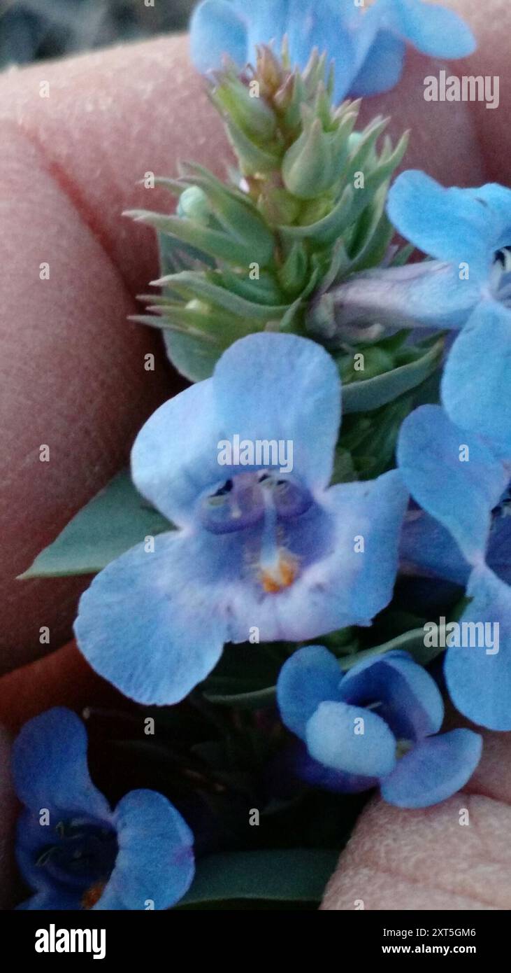 Wax-leaf Beardtongue (Penstemon nitidus) Plantae Stock Photo - Alamy