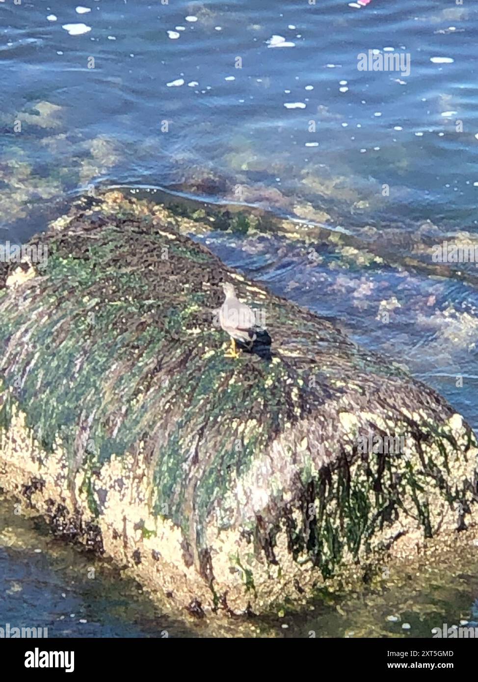 Wandering Tattler (Tringa incana) Aves Stock Photo - Alamy