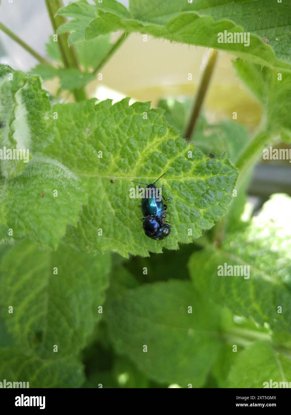 Mint beetle (Chrysolina coerulans) Insecta Stock Photo - Alamy