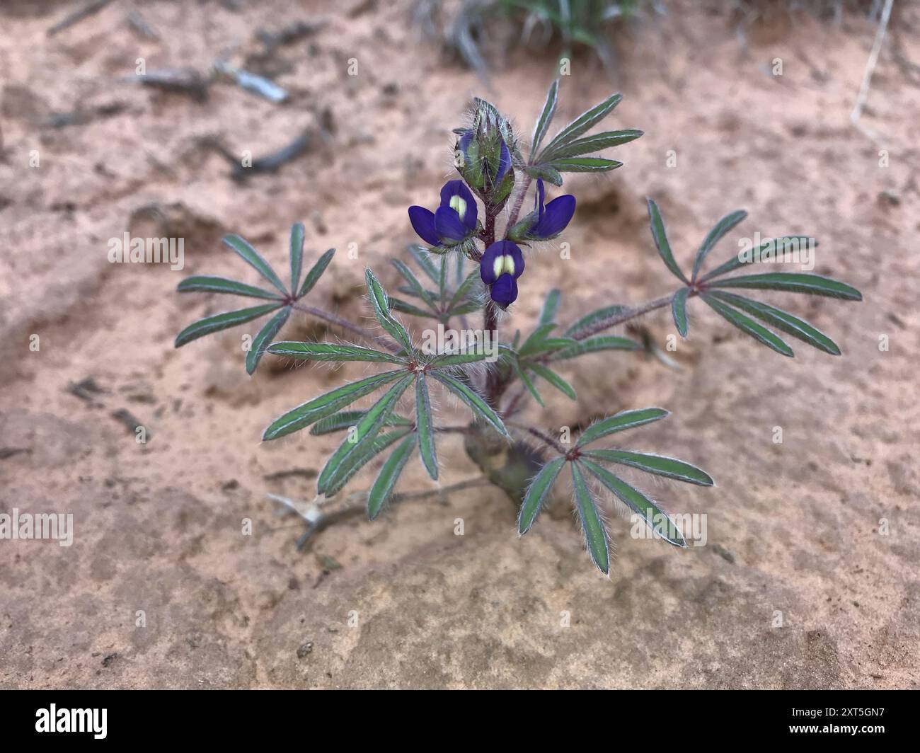 Rusty lupine (Lupinus pusillus) Plantae Stock Photo - Alamy