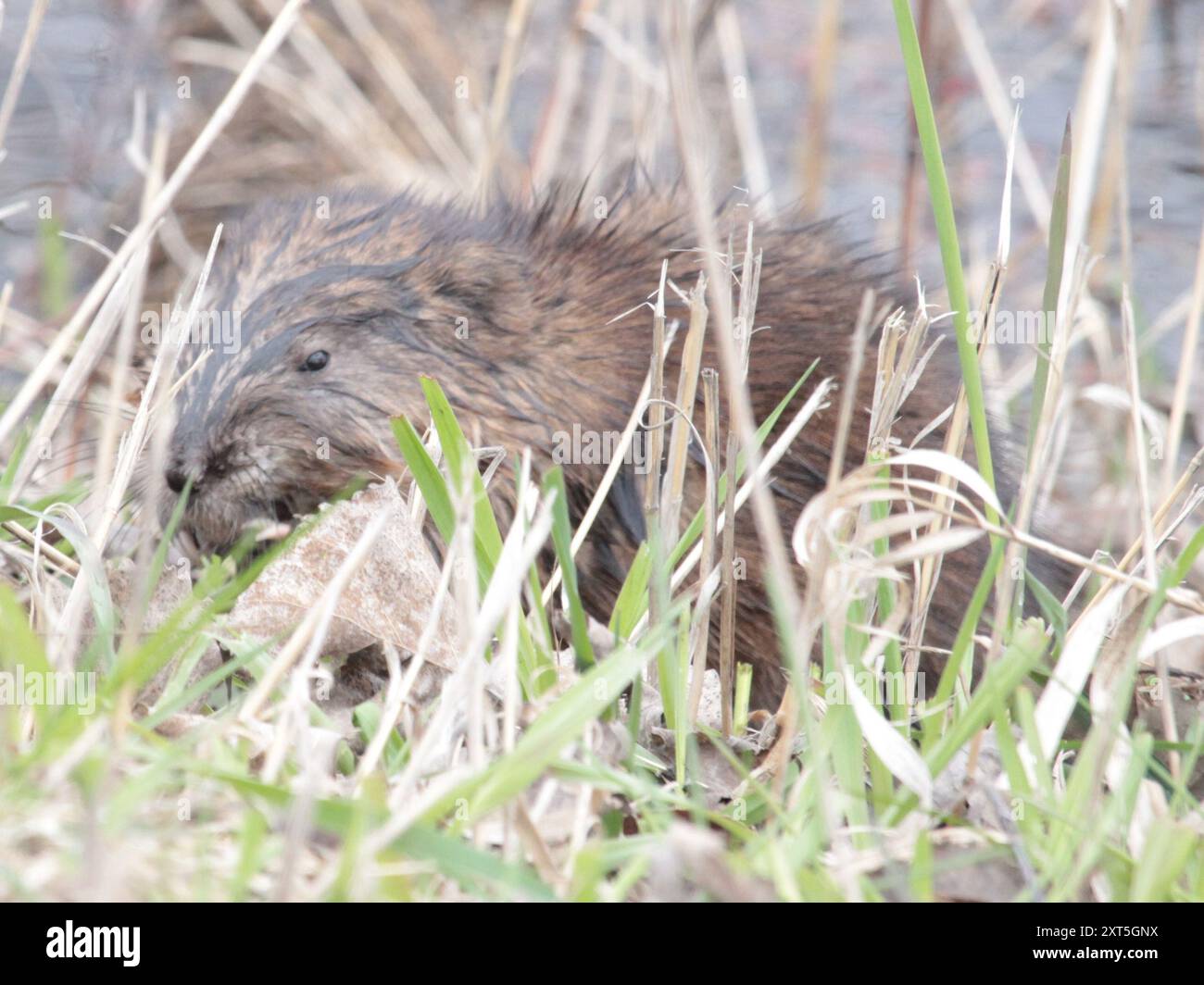 Muskrat (Ondatra zibethicus) Mammalia Stock Photo - Alamy