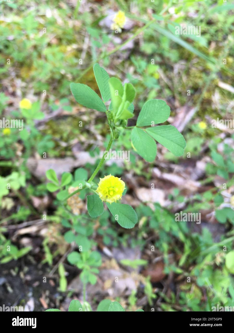 hop trefoil (Trifolium campestre) Plantae Stock Photo - Alamy