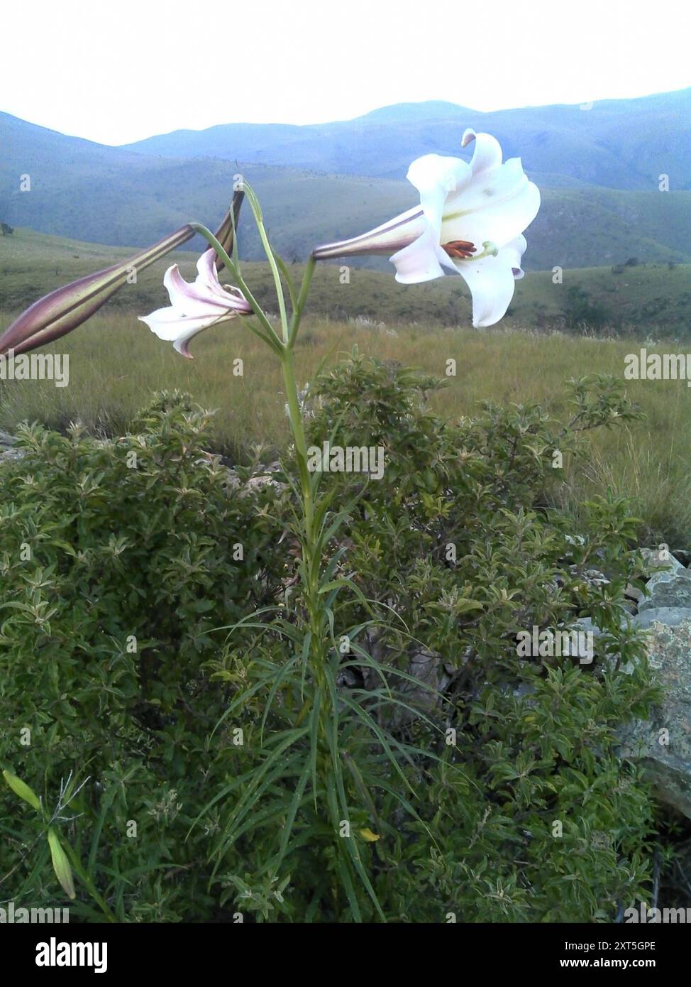 Formosa lily (Lilium formosanum) Plantae Stock Photo - Alamy