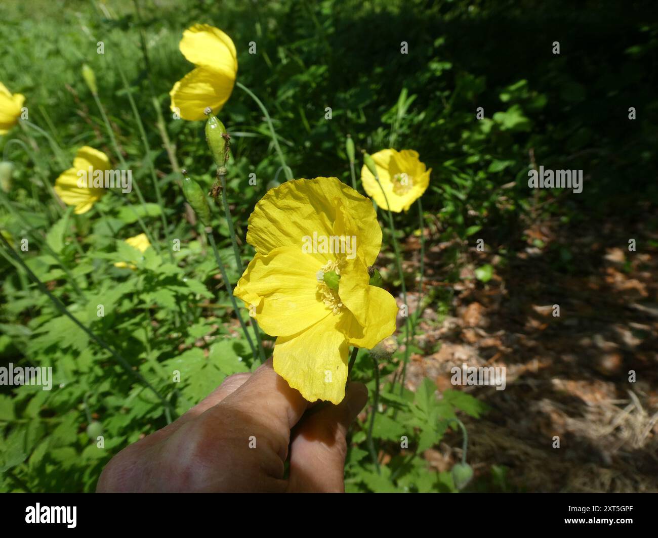 Welsh Poppy (Papaver cambricum) Plantae Stock Photo - Alamy