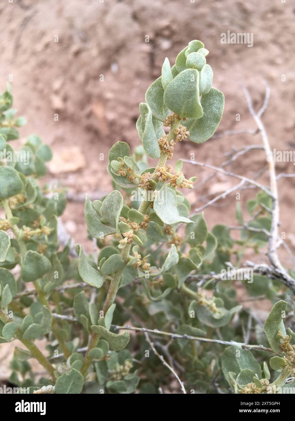 Shadscale Saltbush (Atriplex confertifolia) Plantae Stock Photo - Alamy