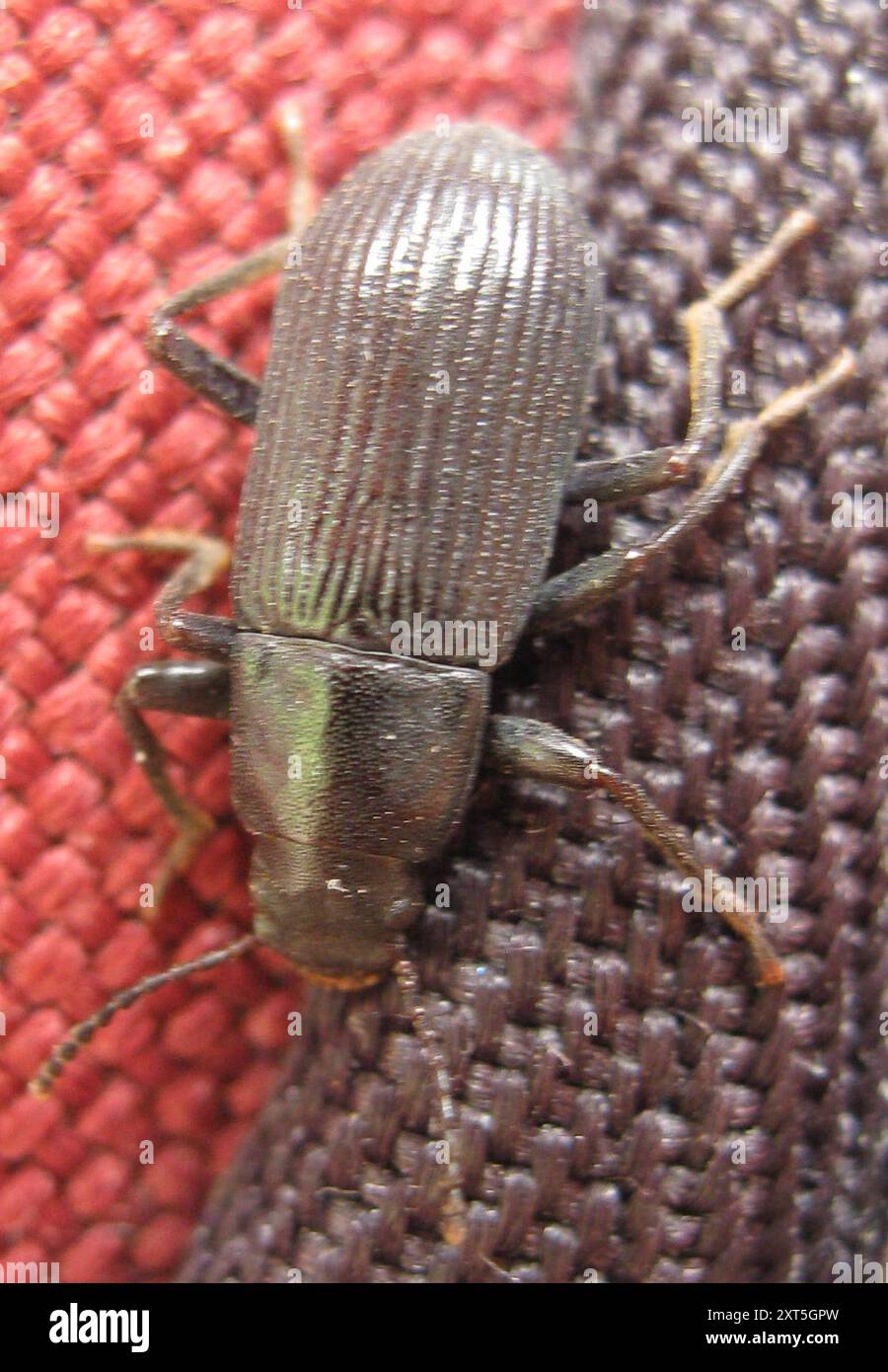 Decaying Darkling Beetle (Xylopinus saperdoides) Insecta Stock Photo ...