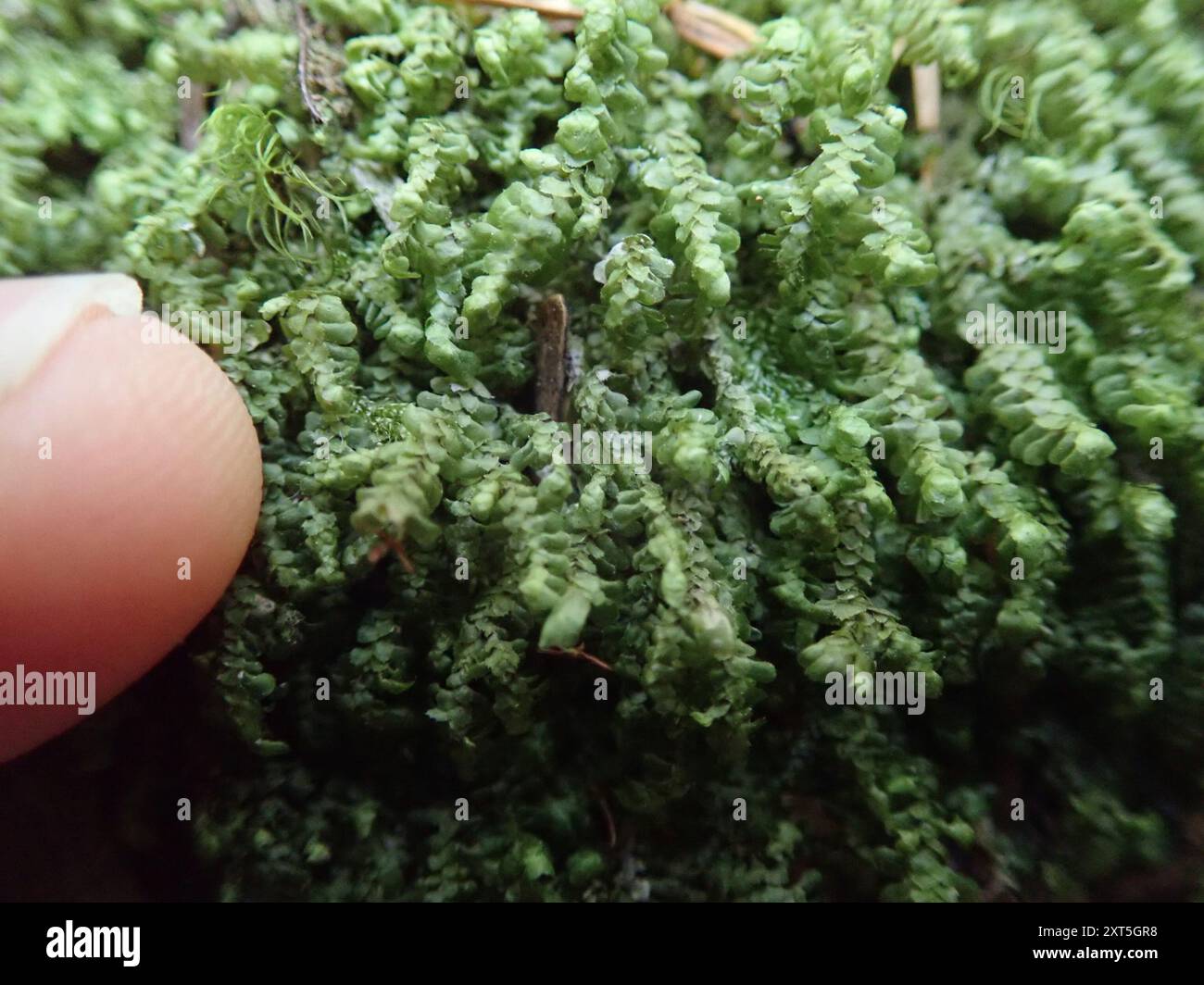 Yellow-ladle Liverwort (Scapania bolanderi) Plantae Stock Photo - Alamy