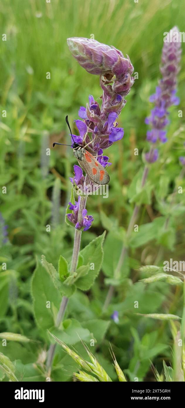 Slender Scotch Burnet (Zygaena loti) Insecta Stock Photo - Alamy