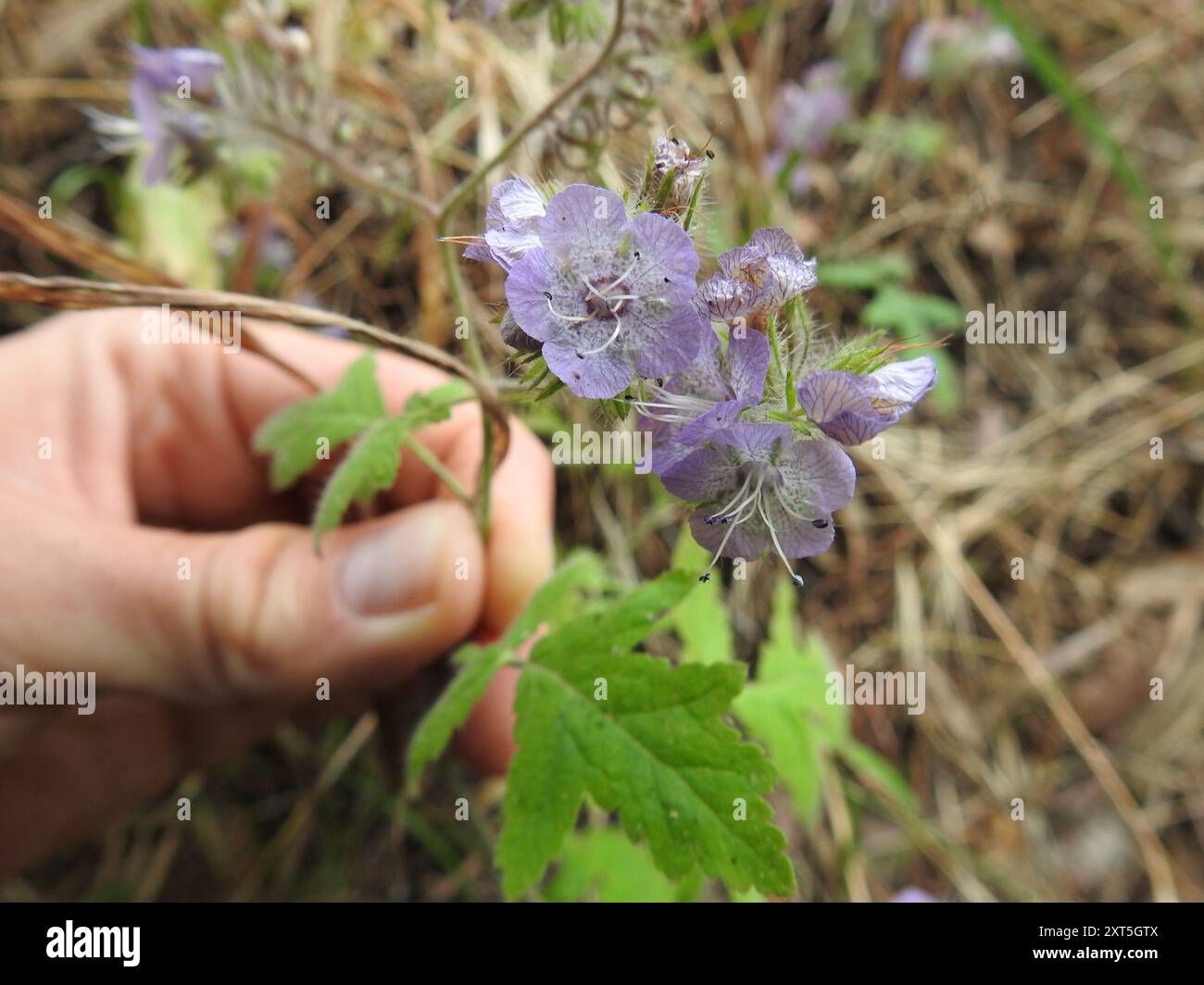 caterpillar scorpionweed (Phacelia cicutaria) Plantae Stock Photo - Alamy