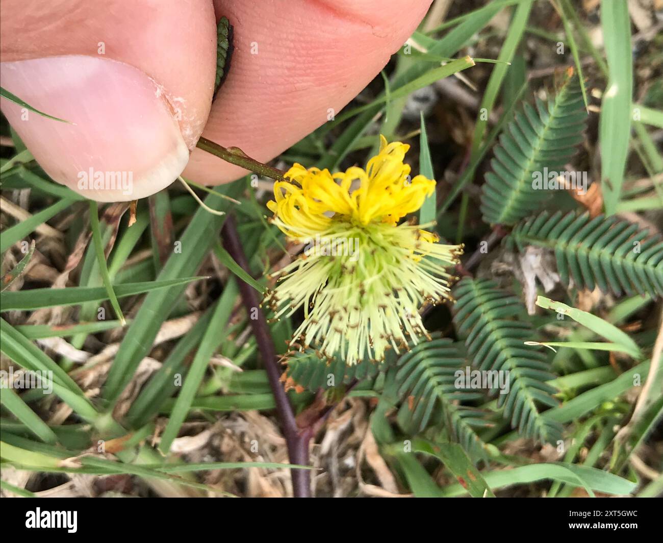 Tropical puff (Neptunia pubescens) Plantae Stock Photo - Alamy