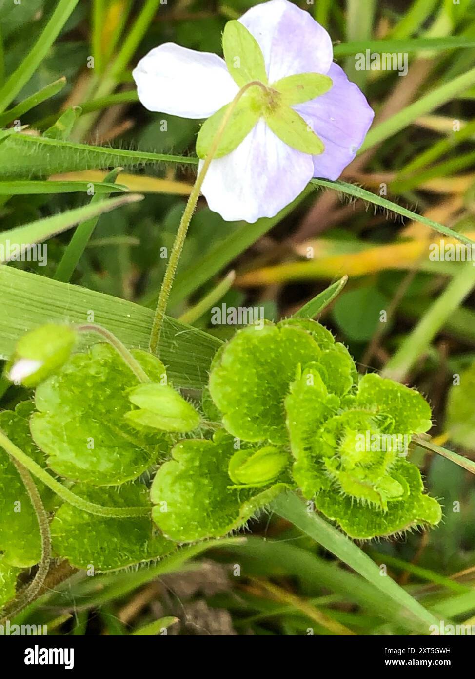 Slender speedwell (Veronica filiformis) Plantae Stock Photo - Alamy