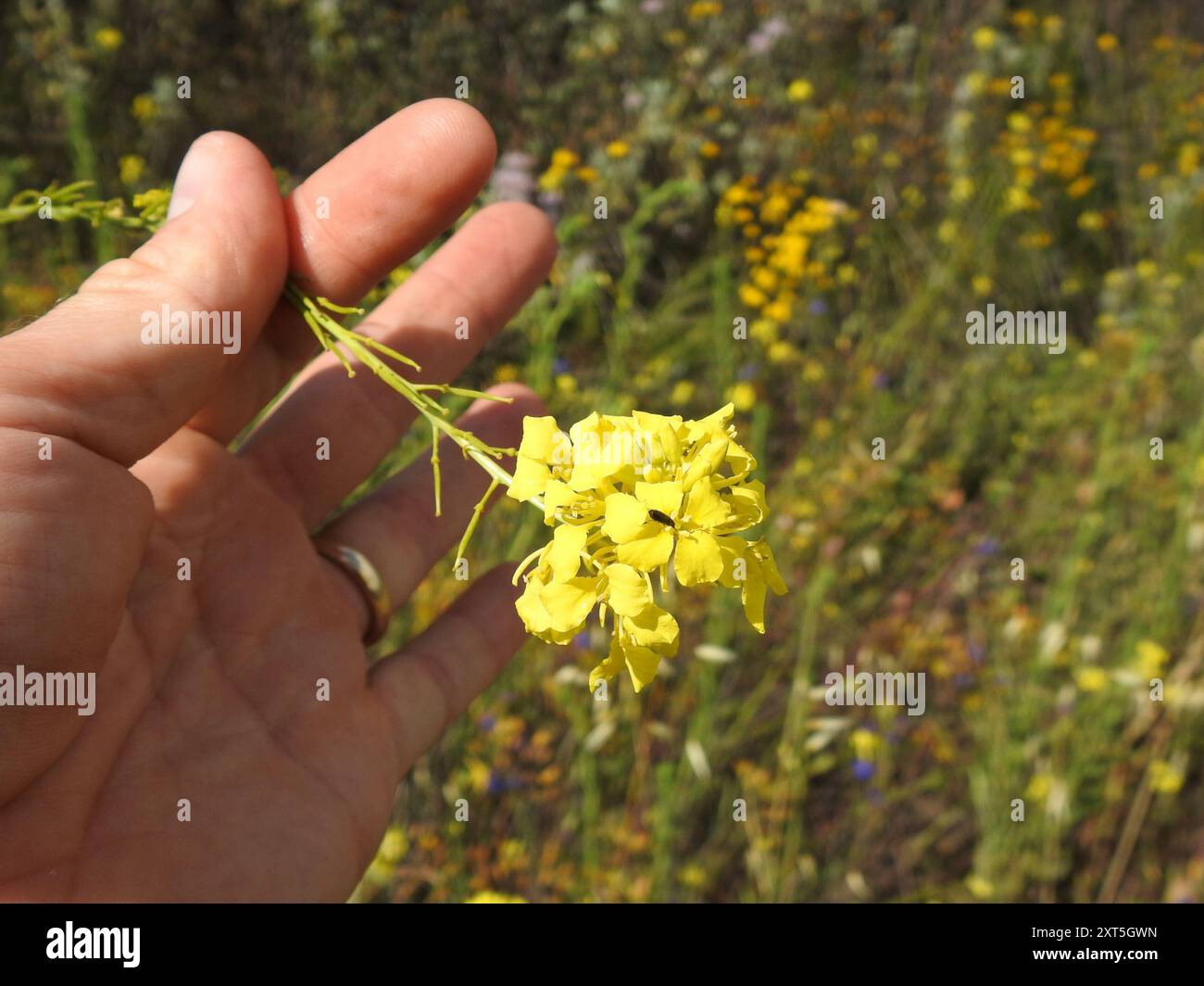 mustard family (Brassicaceae) Plantae Stock Photo - Alamy