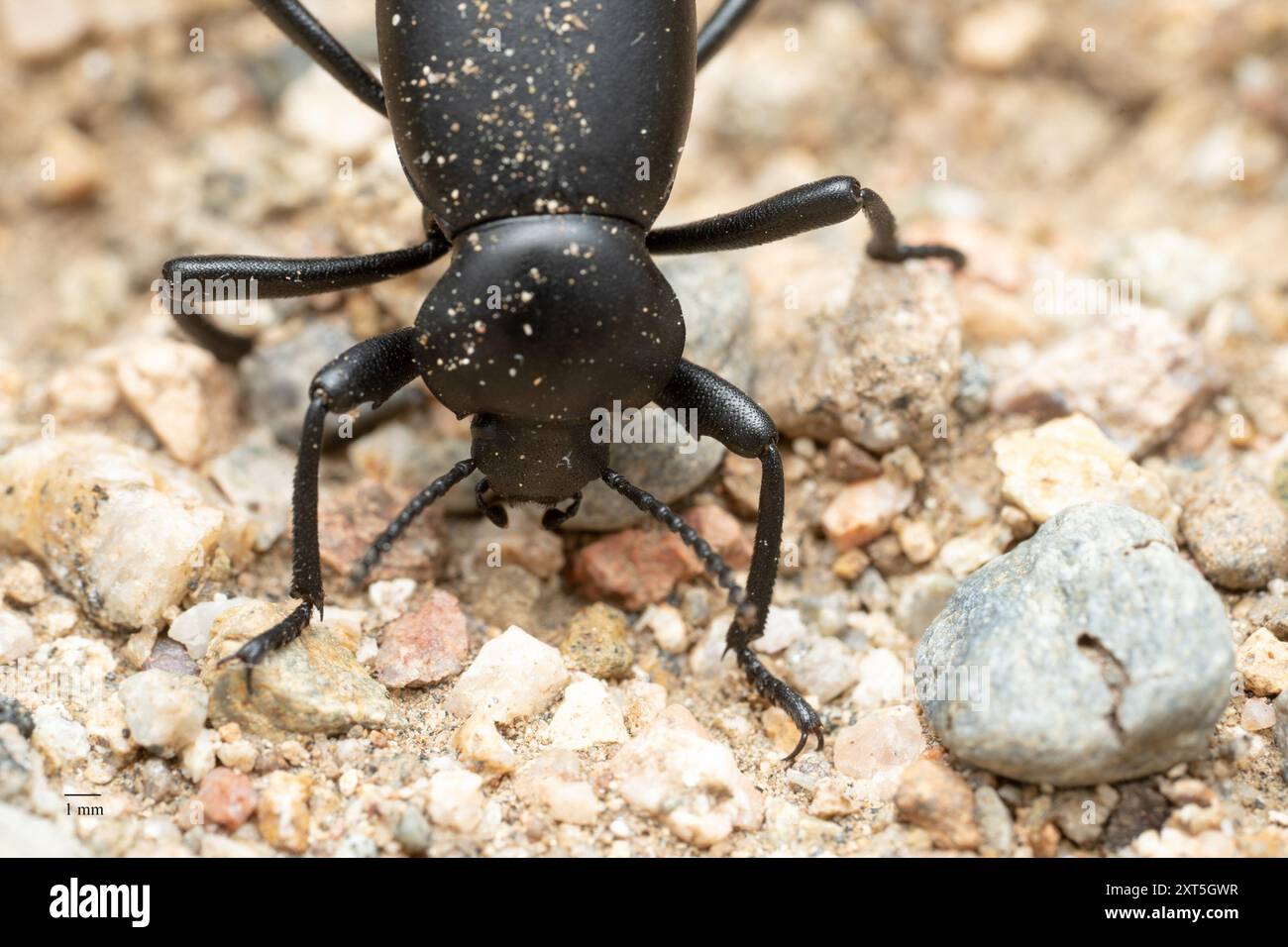 Desert Stink Beetles (Eleodes) Insecta Stock Photo - Alamy
