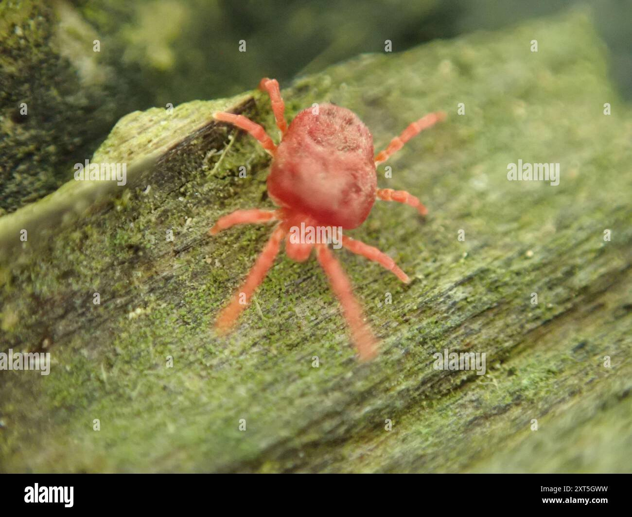 Mites and Ticks (Acari) Arachnida Stock Photo - Alamy