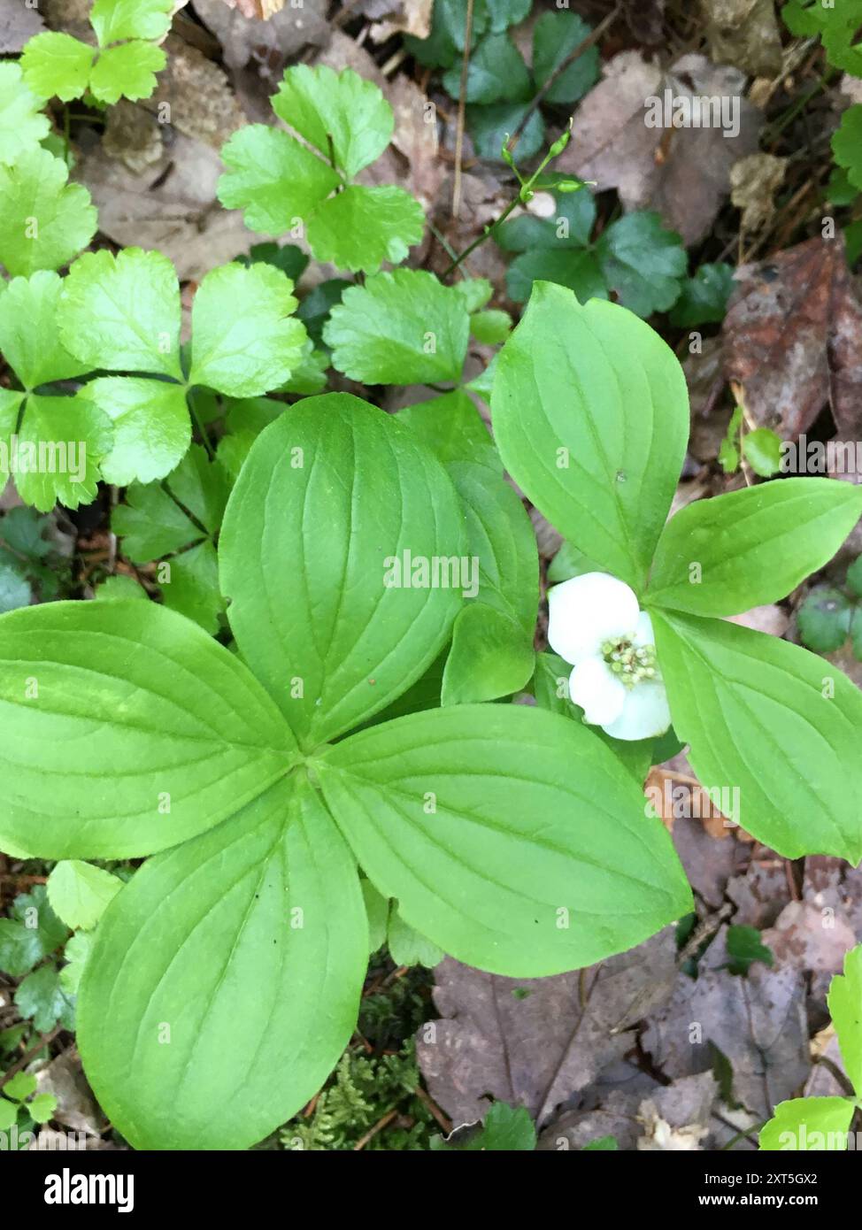 Canadian bunchberry (Cornus canadensis) Plantae Stock Photo - Alamy