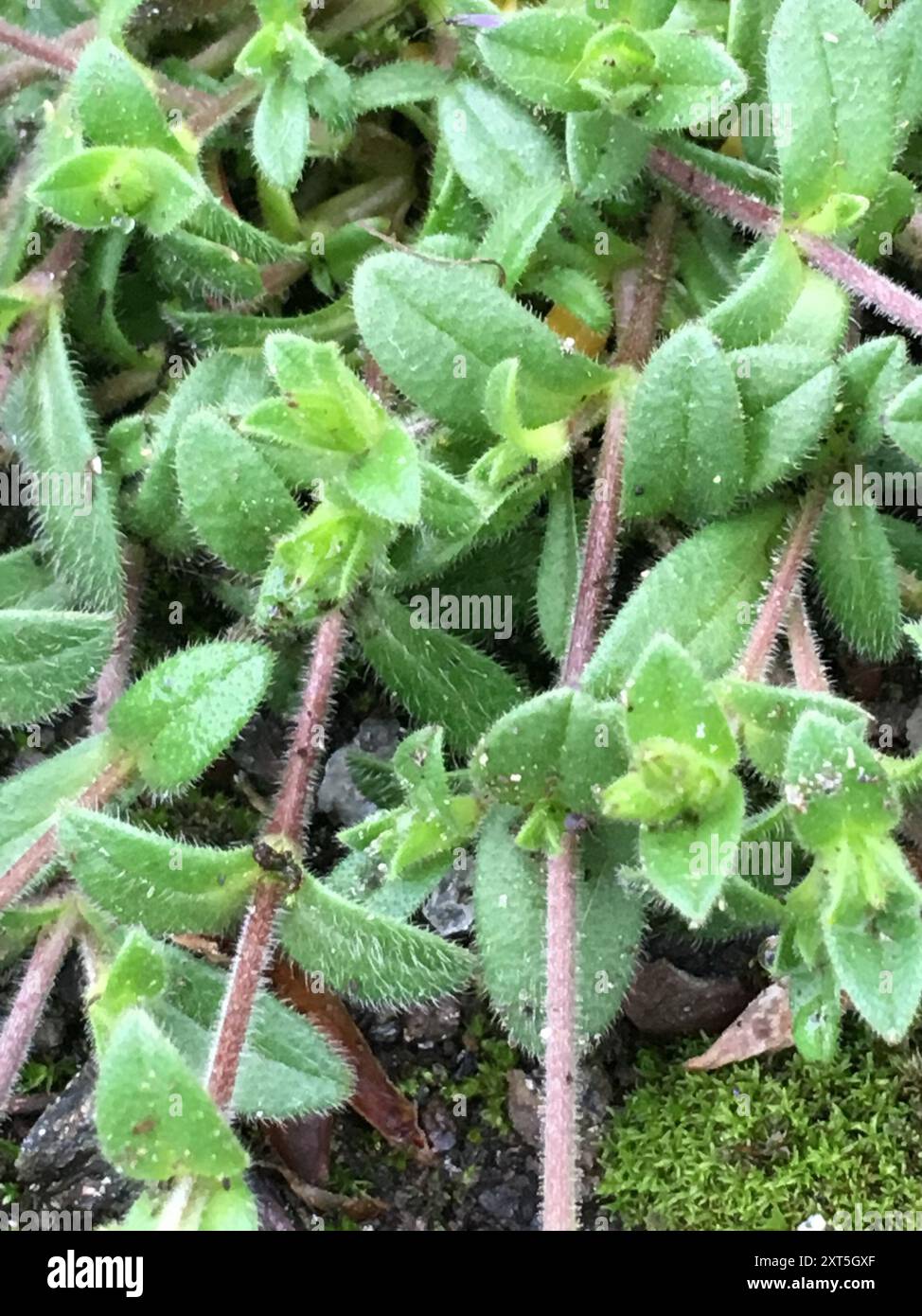 Sticky mouse-ear chickweed (Cerastium glomeratum) Plantae Stock Photo ...