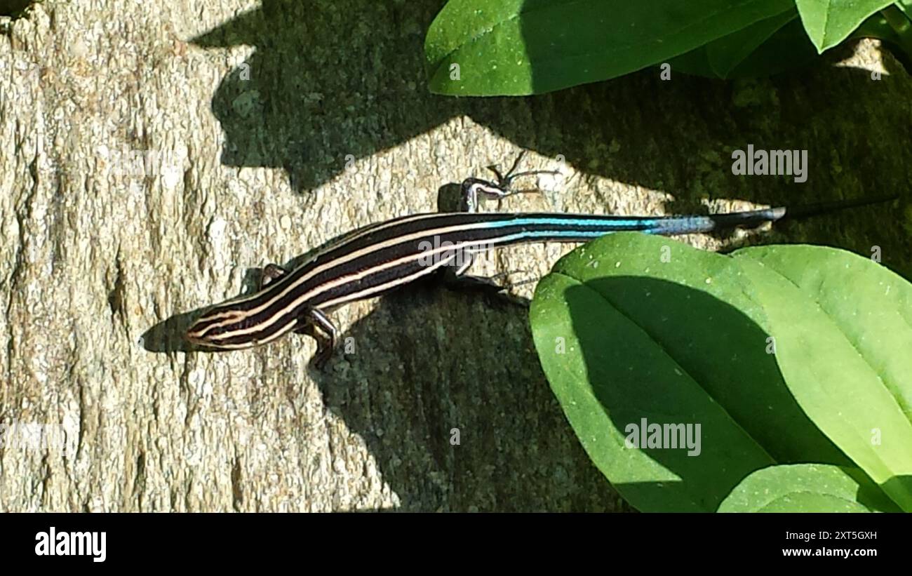 Common Five-lined Skink (Plestiodon fasciatus) Reptilia Stock Photo - Alamy