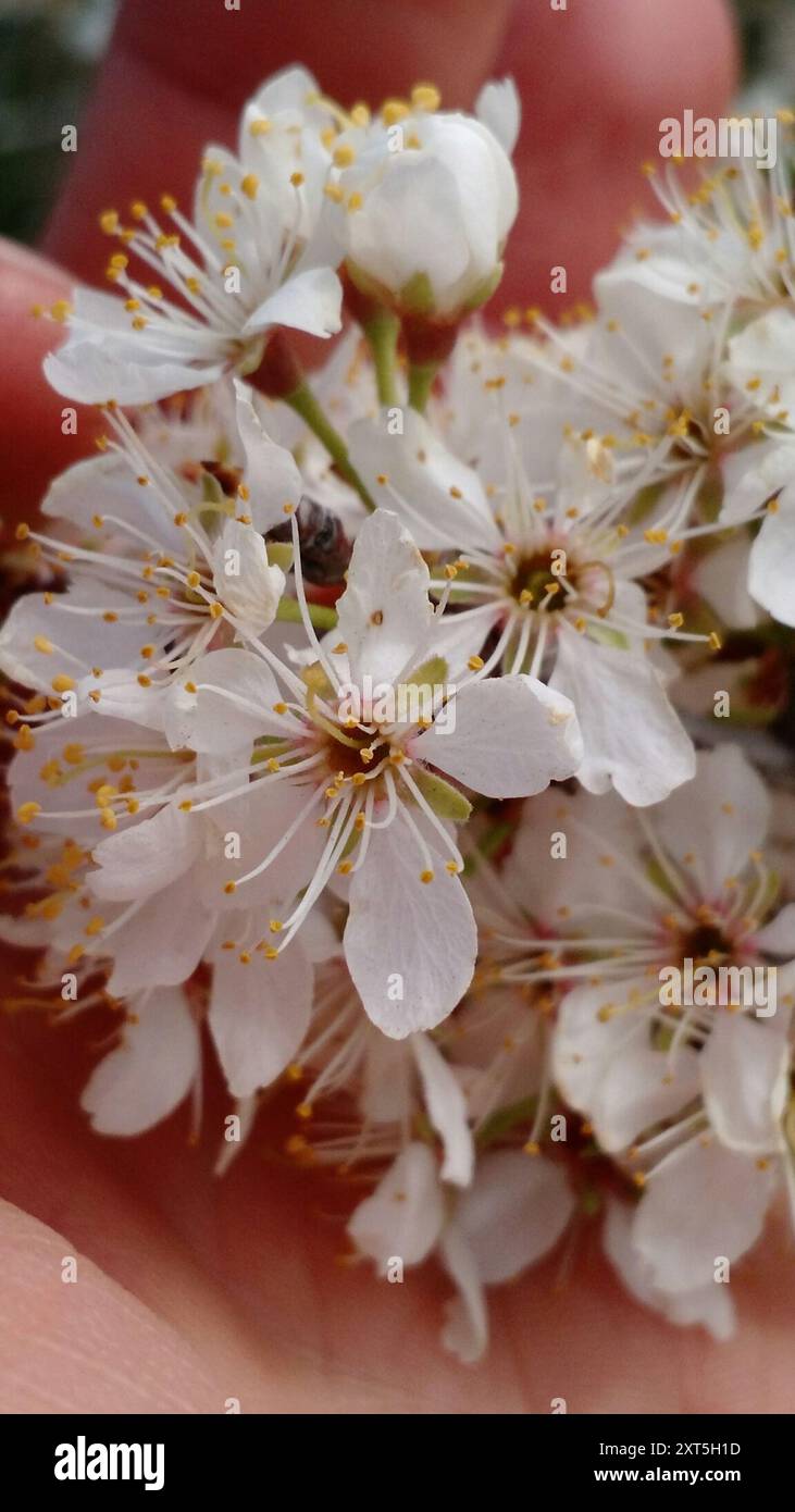 American plum (Prunus americana) Plantae Stock Photo - Alamy
