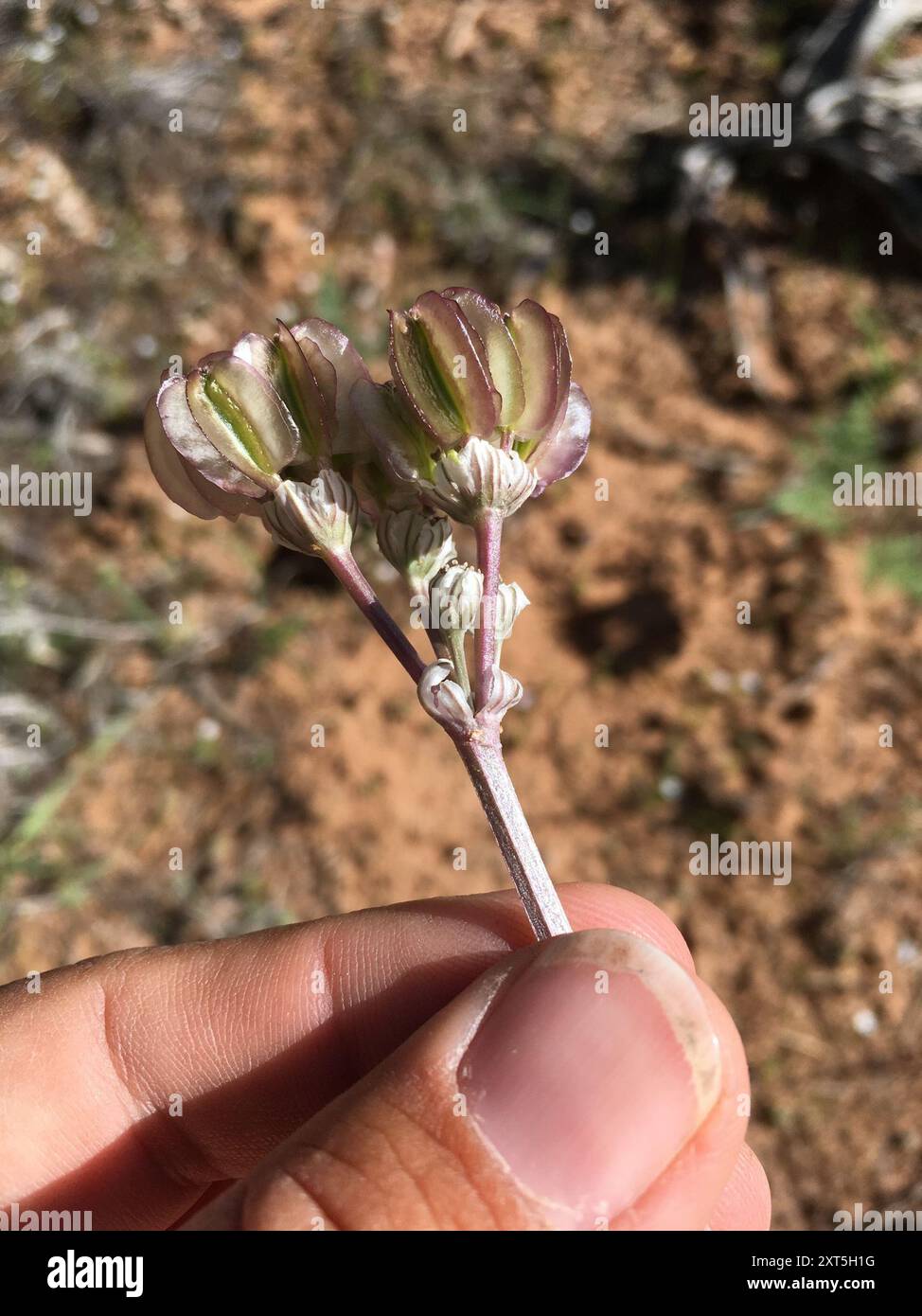 Constance's Spring Parsley (Vesper constancei) Plantae Stock Photo - Alamy