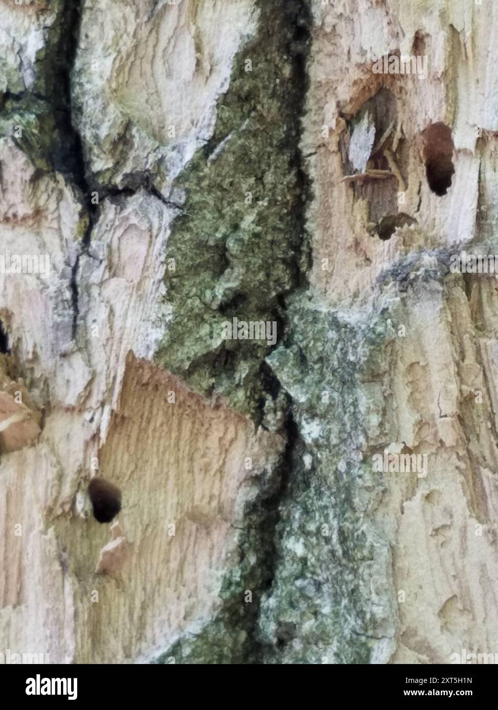 Emerald Ash Borer (Agrilus planipennis) Insecta Stock Photo - Alamy