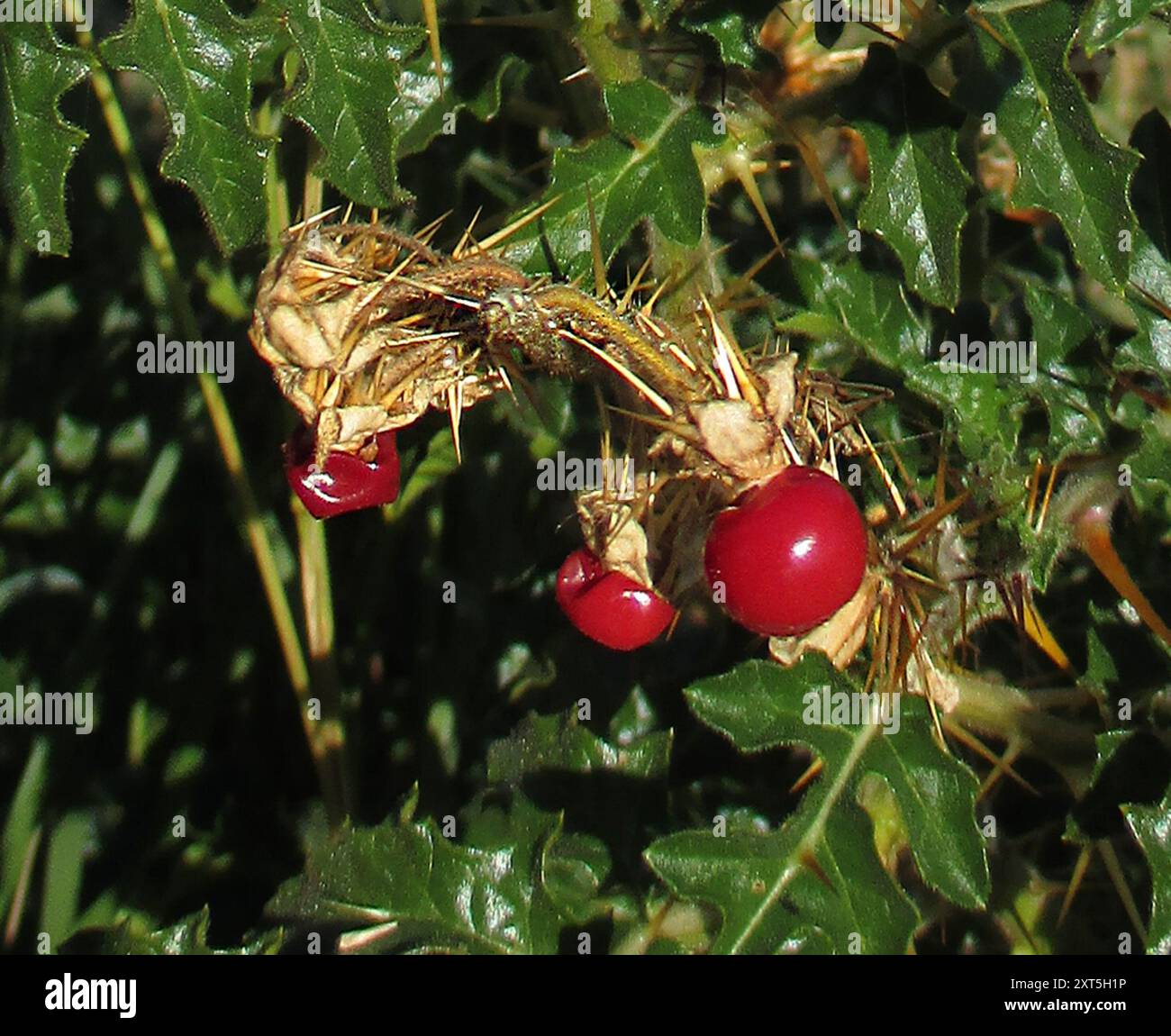 Red Buffalo-bur (Solanum sisymbriifolium) Plantae Stock Photo - Alamy