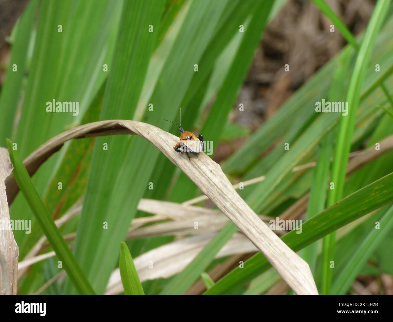 Apiomerus hi-res stock photography and images - Alamy