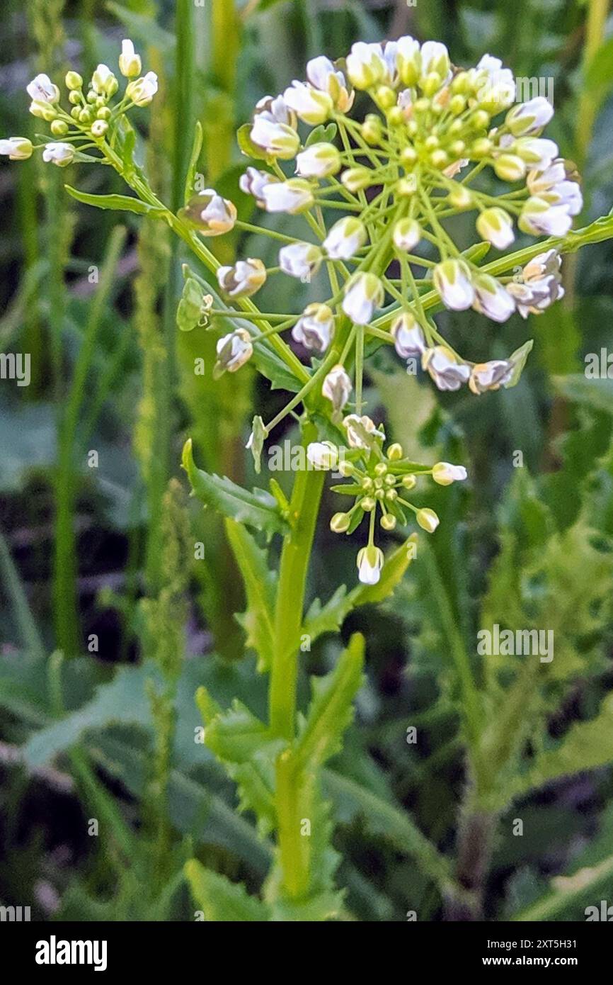 field penny-cress (Thlaspi arvense) Plantae Stock Photo - Alamy