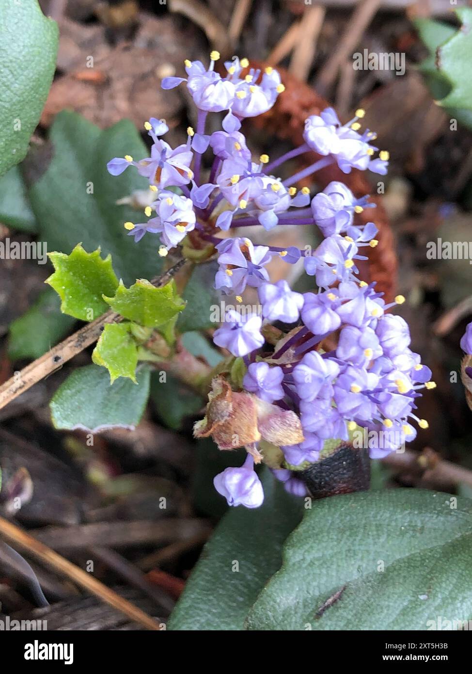 Mahala mat (Ceanothus prostratus) Plantae Stock Photo - Alamy