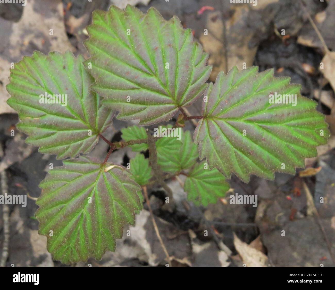 viburnums (Viburnum) Plantae Stock Photo - Alamy