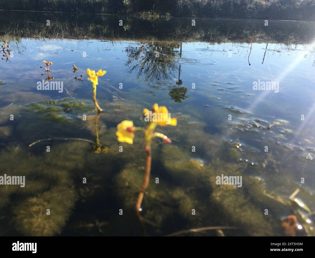 Leafy Bladderwort (Utricularia foliosa) Plantae Stock Photo - Alamy
