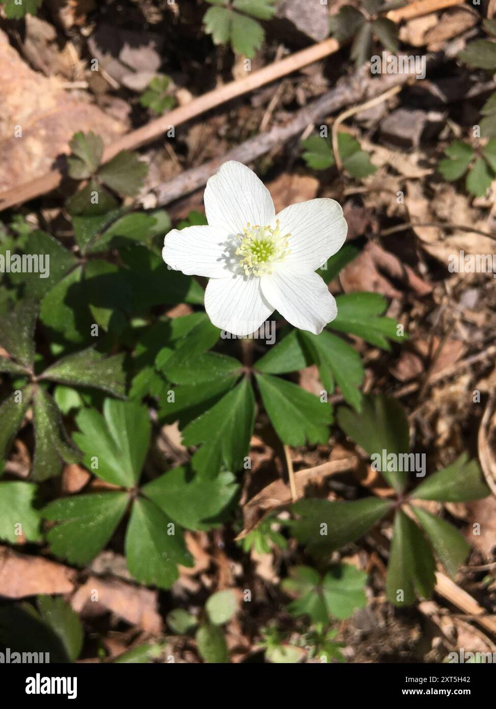 wood anemone (Anemonoides quinquefolia) Plantae Stock Photo - Alamy