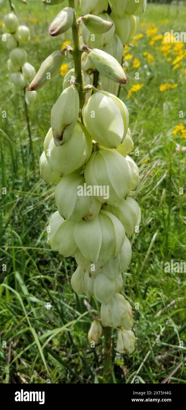 Yucca arkansana hi-res stock photography and images - Alamy