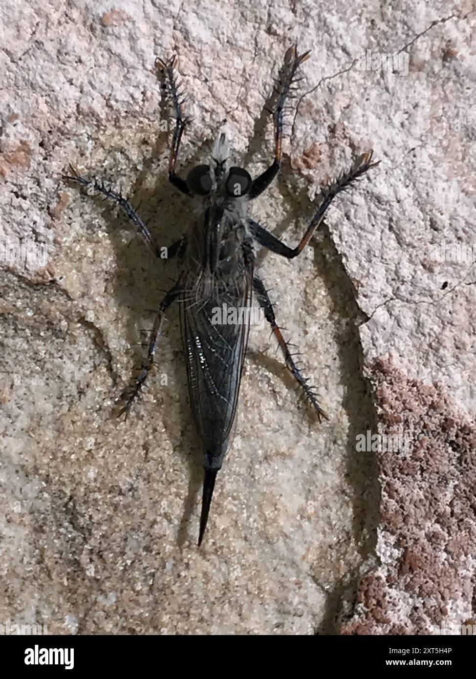 Hammertails (Efferia) Insecta Stock Photo - Alamy