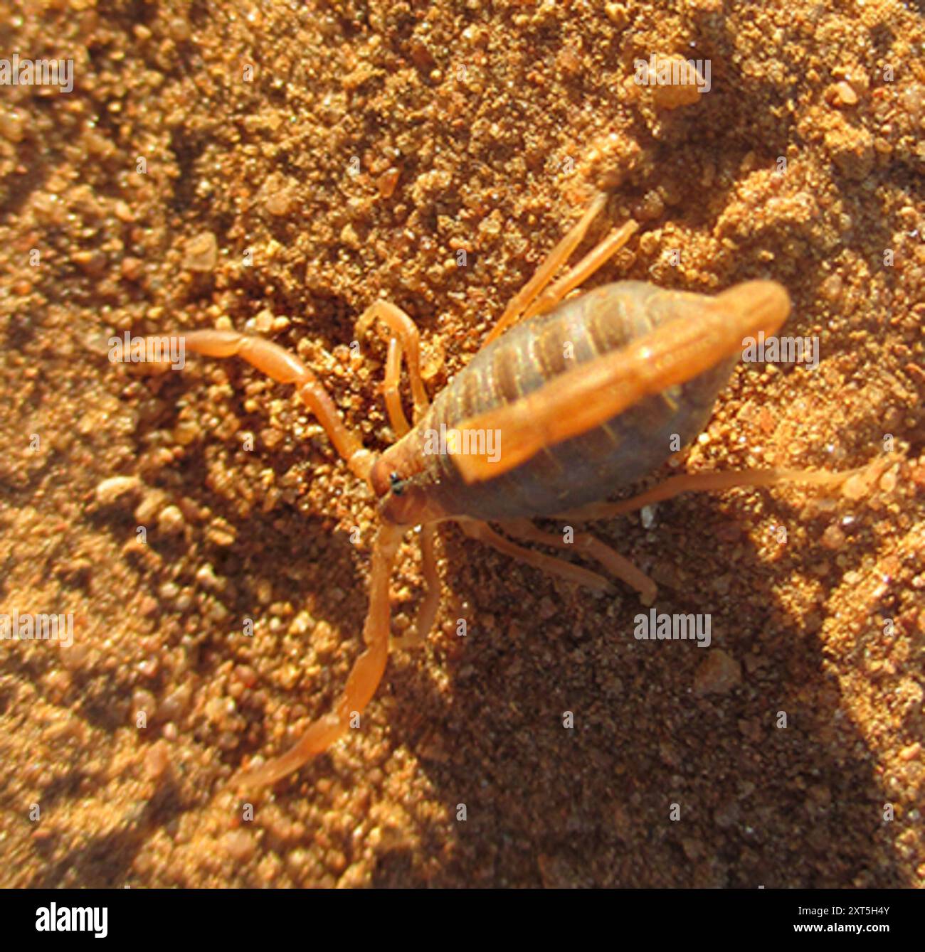 Granulated Thick-tailed Scorpion (Parabuthus granulatus) Arachnida ...
