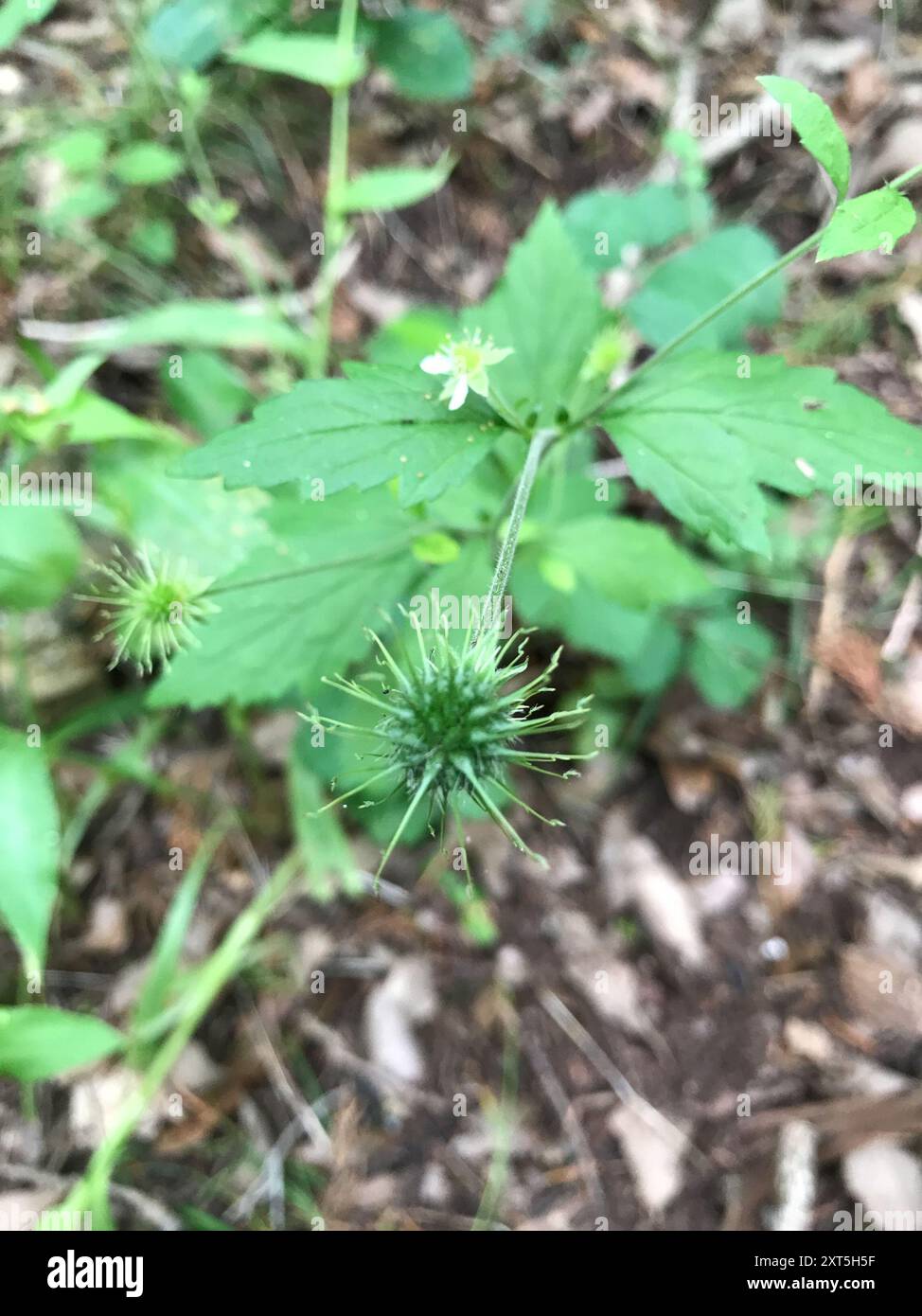 white avens (Geum canadense) Plantae Stock Photo - Alamy