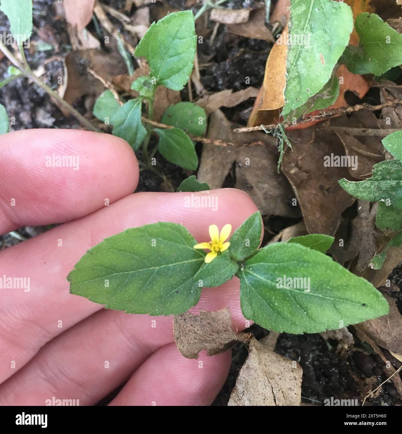 straggler daisy (Calyptocarpus vialis) Plantae Stock Photo - Alamy