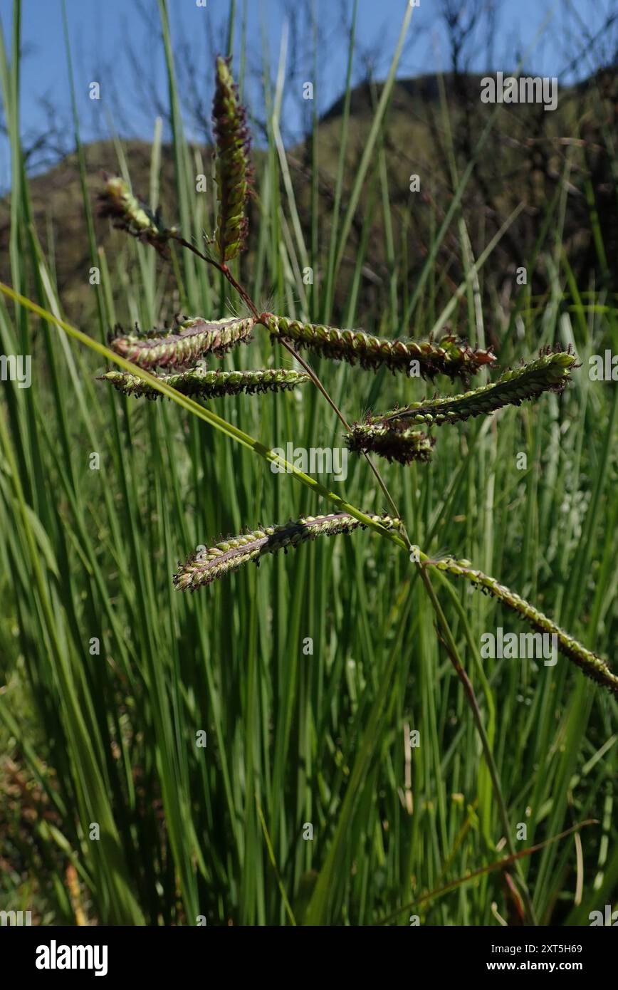 Dallis grass (Paspalum dilatatum) Plantae Stock Photo - Alamy