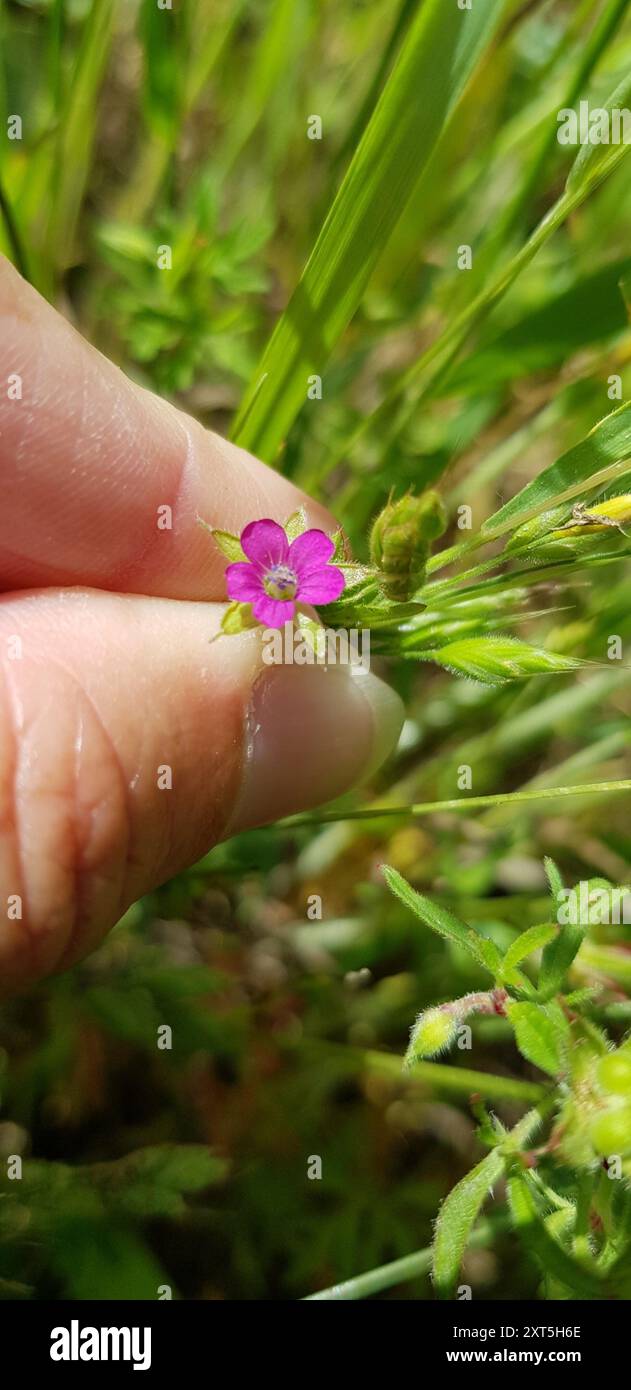 Cut-leaved crane's-bill (Geranium dissectum) Plantae Stock Photo - Alamy