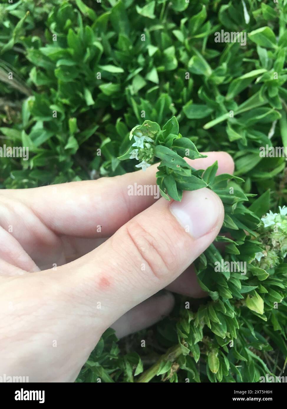 shrubby false buttonweed (Spermacoce verticillata) Plantae Stock Photo ...